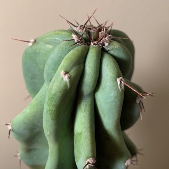 Accents | Very Rare Blue Monstrose Night Blooming Cactus | Poshmark